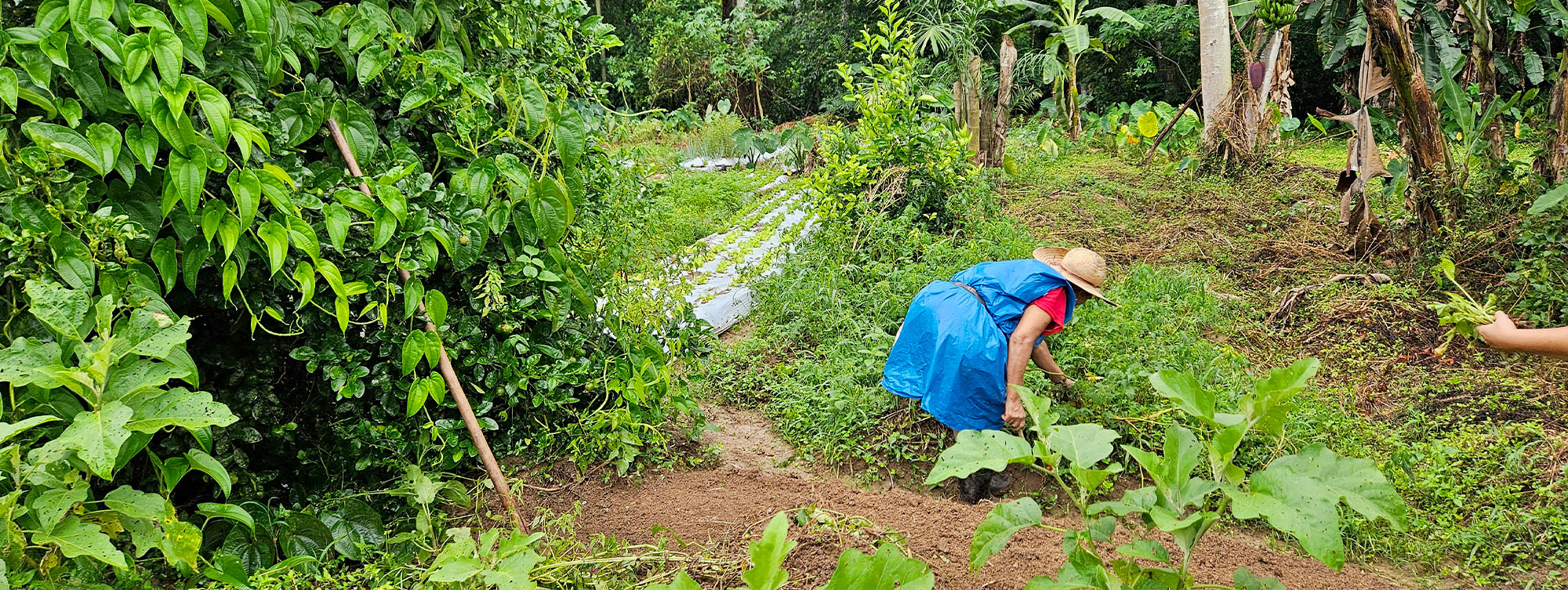 Mulheres plantam diversidade e colhem alimentos saudáveis a preços justos