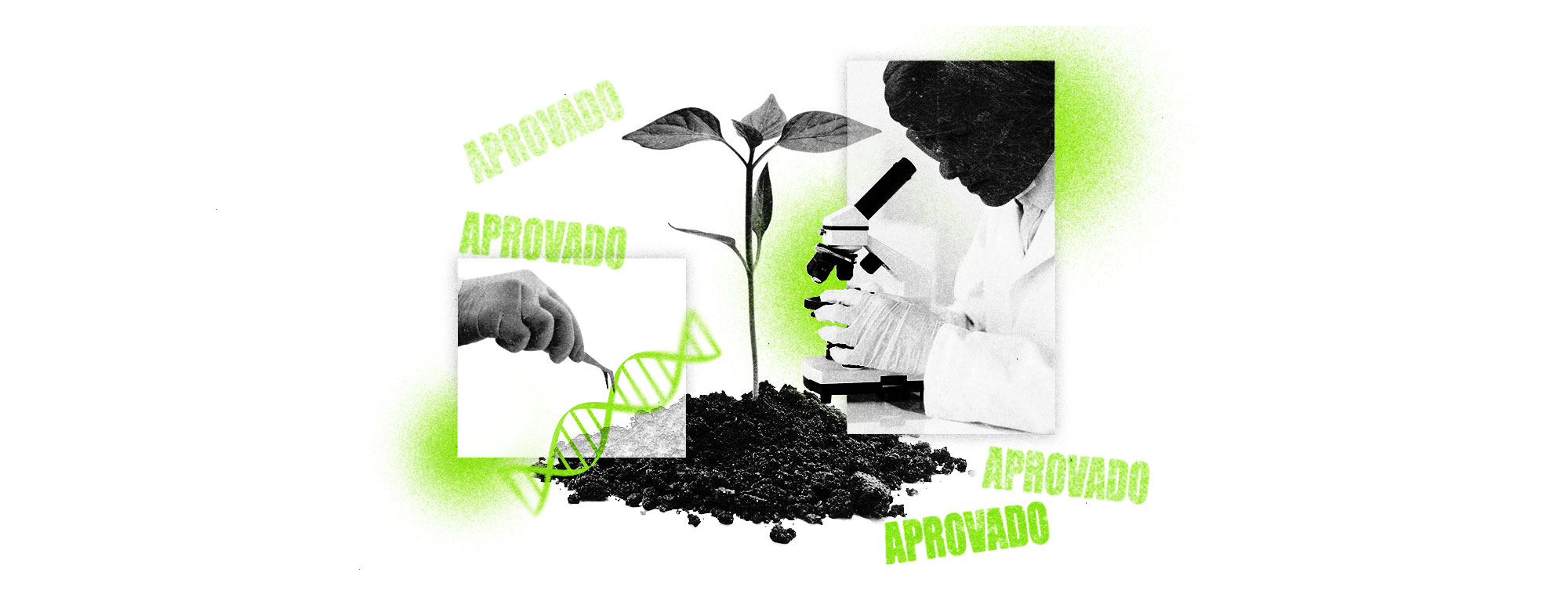 Como opera a CTNBio, a comissão que diz sim para tudo e não responde ...